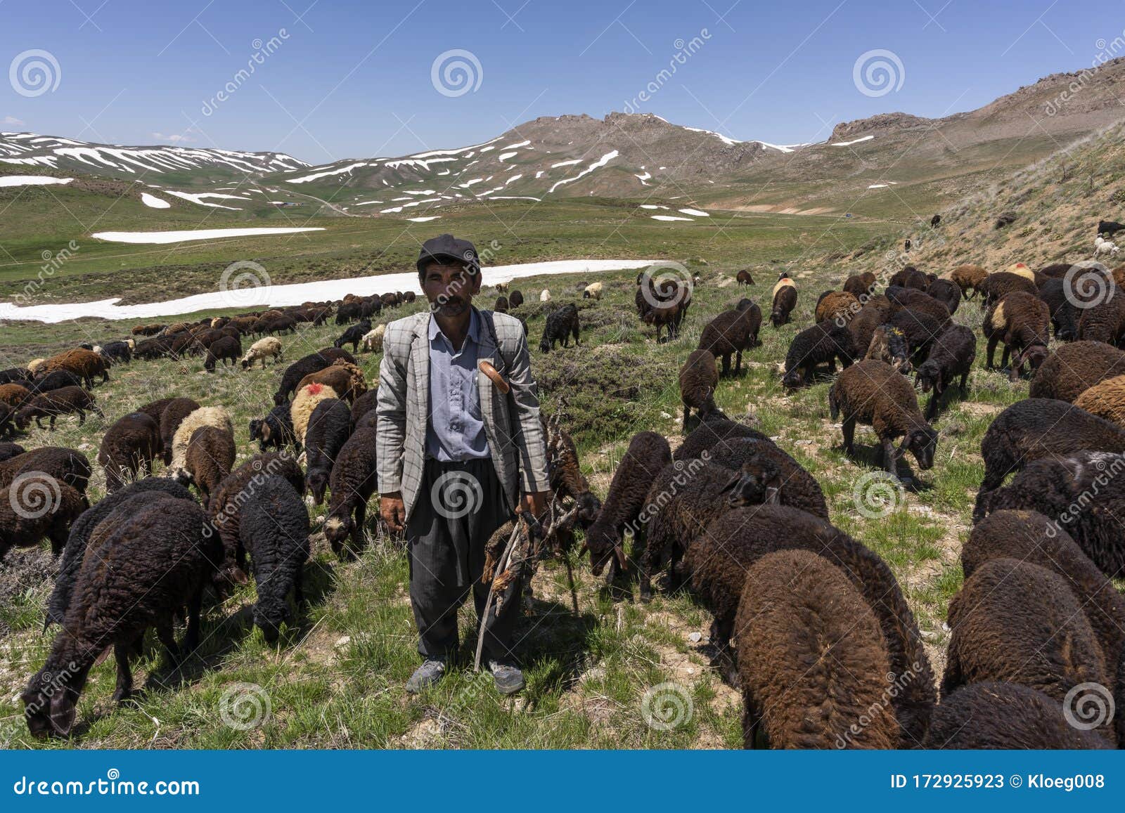 Sheperd Herd Baba Nazar Iran Editorial Stock Photo - Image of graze ...