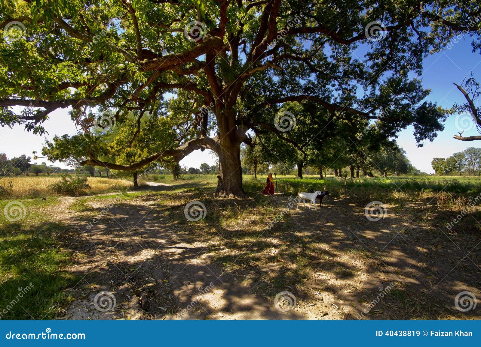 Big Dense Mango Trees Farms Stock Photos - Free & Royalty-Free Stock ...