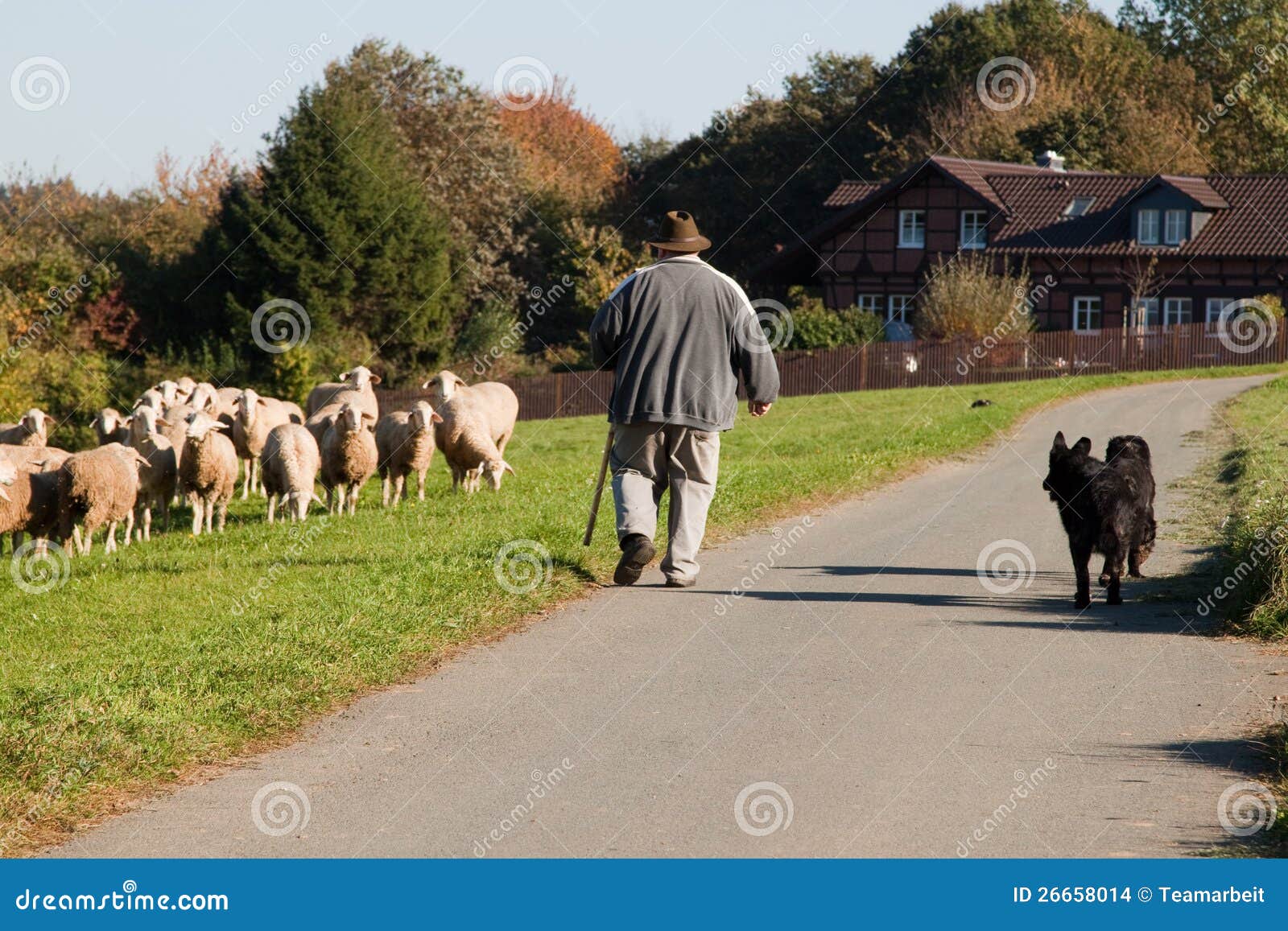 Shepherd stock photo. Image of cattle, shepherd, pasture - 26658014