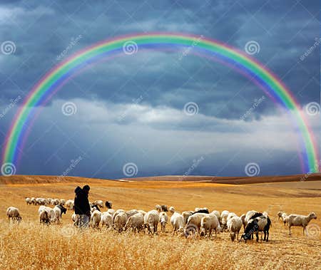 Shepherd stock image. Image of cycle, ecology, farm, hill - 3311621