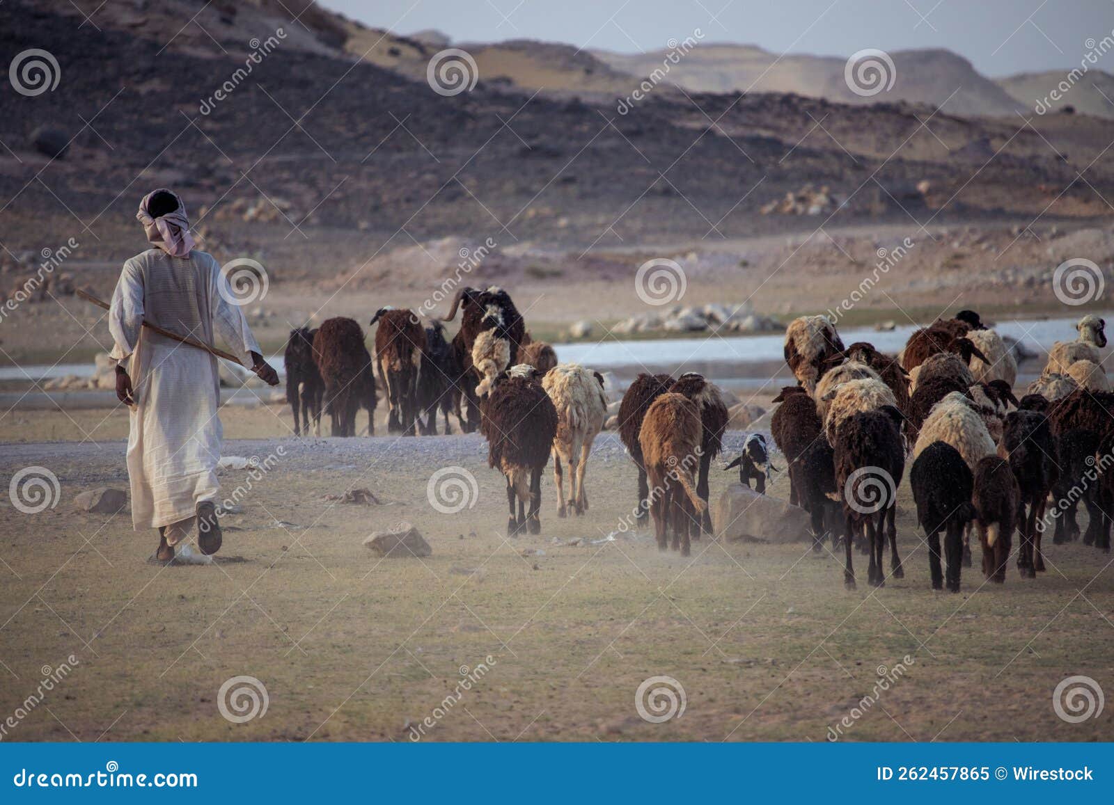 Shepherd from Asian Egypt, with His Flock in the Sudan Desert Stock ...