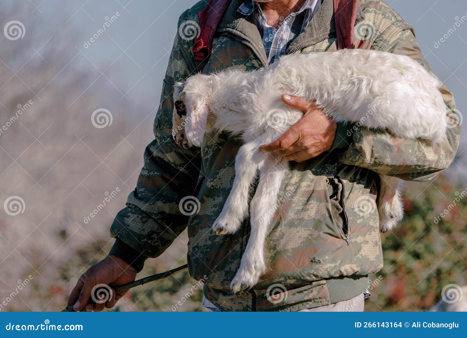 Shepherd Carrying His Lamb on His Lap Stock Photo - Image of livestock ...