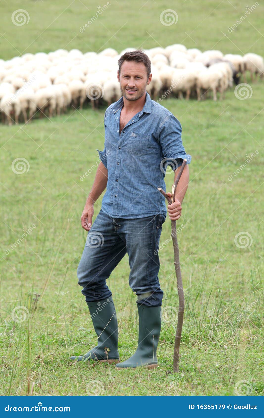 Shepherd with Cattle in Background Stock Image - Image of country ...