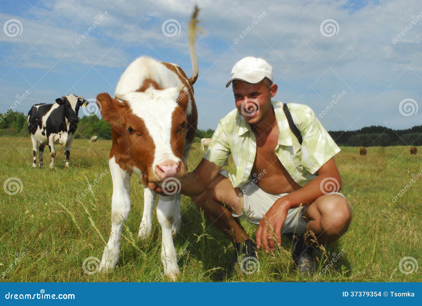 Shepherd cow pats. stock photo. Image of herd, outdoors - 37379354