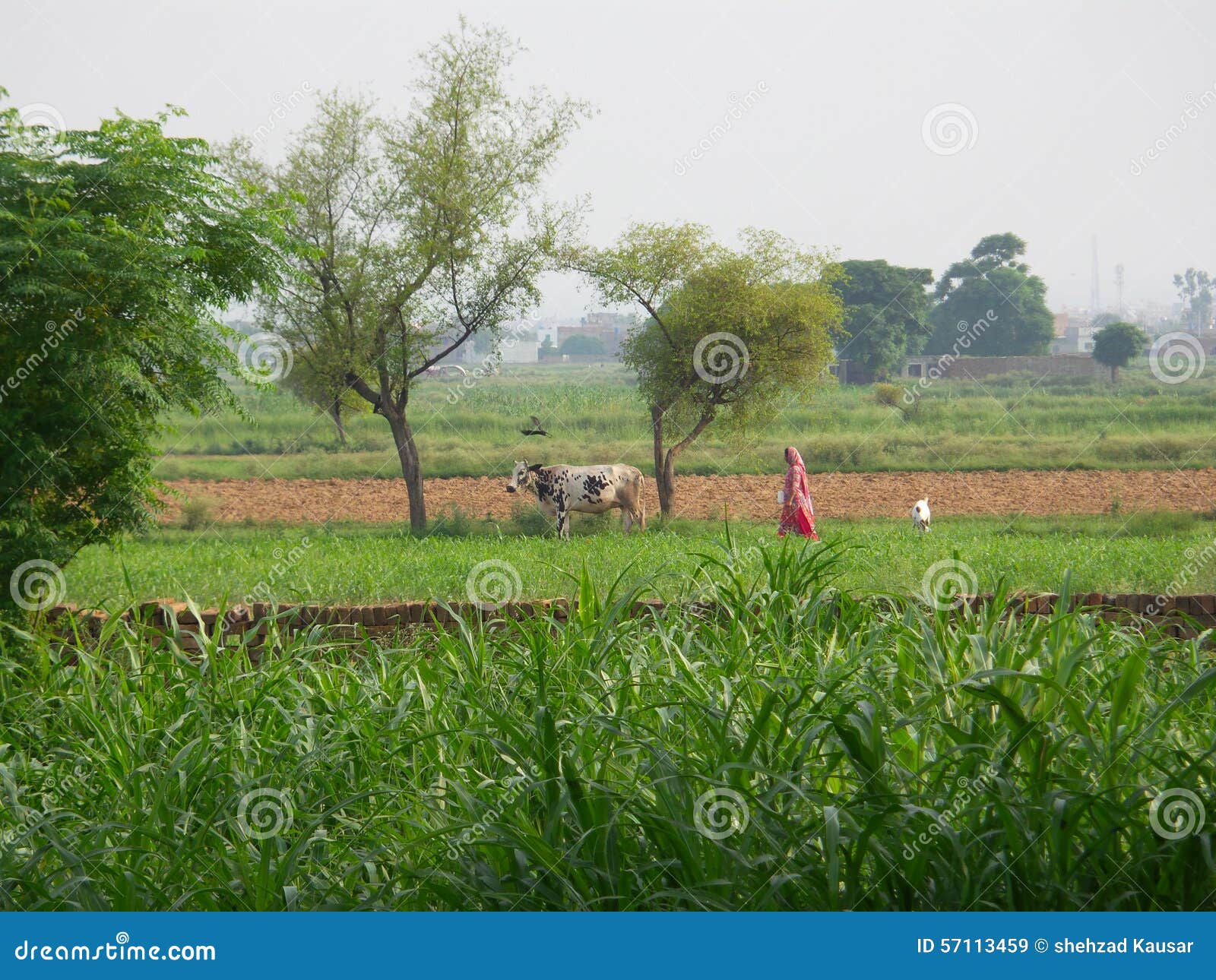 Shepherd editorial stock image. Image of village, punjab - 57113459
