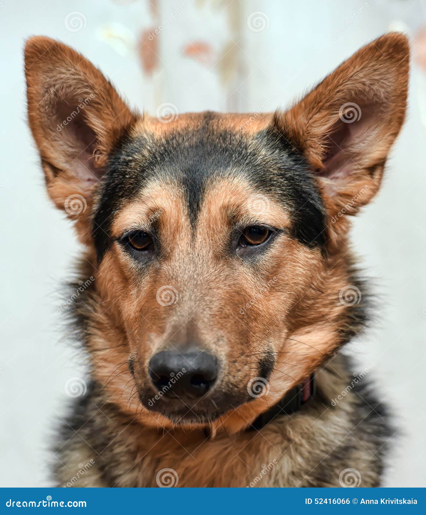 Shepherd crossbreed dog stock photo. Image of malinois - 52416066