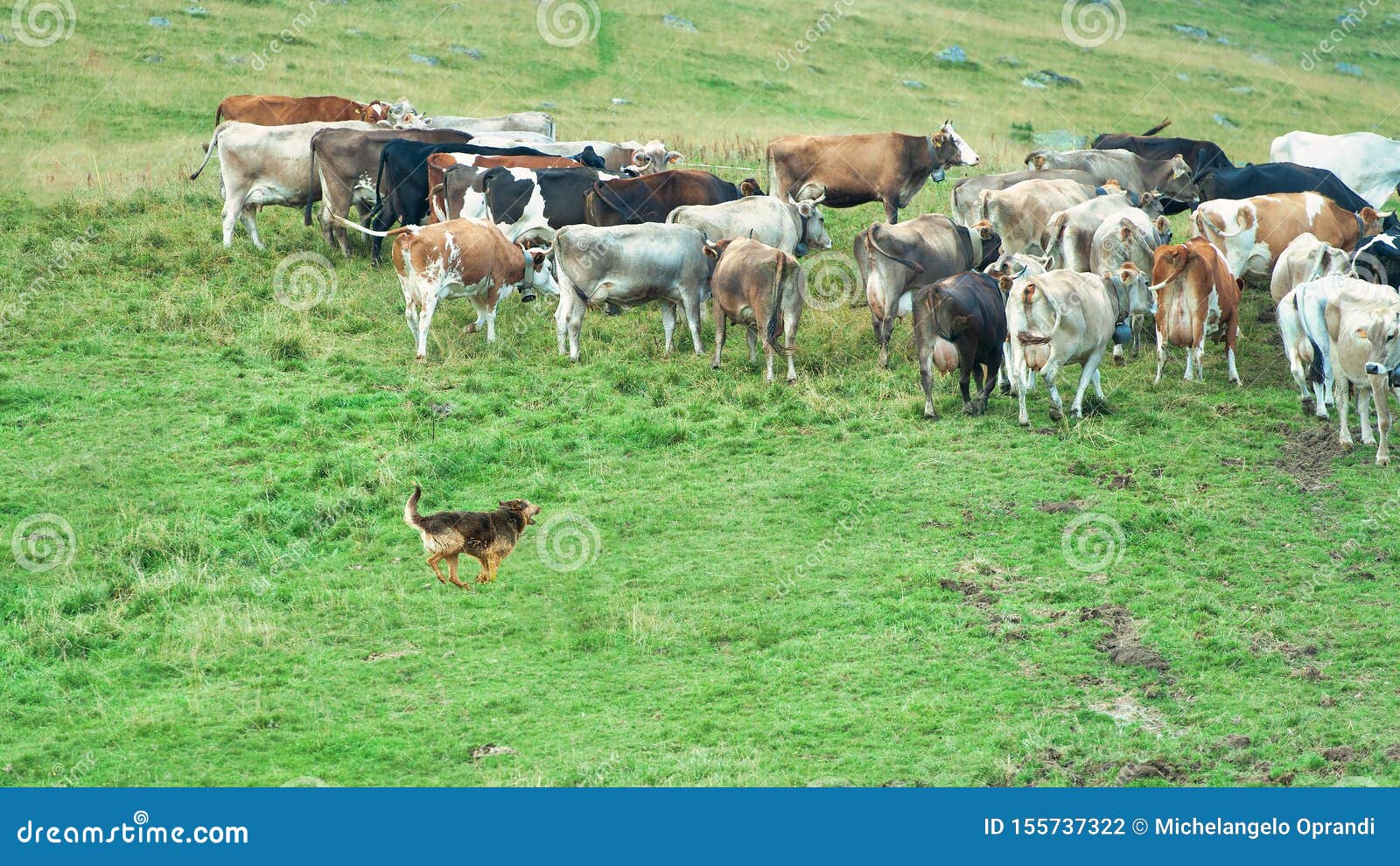 Shepherd Dog in Action with a Group of Alpine Cows Stock Photo - Image ...