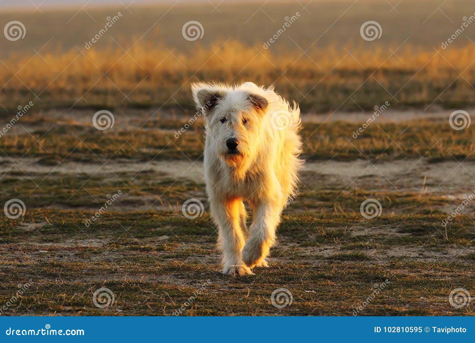 Shepherd Dog Approaching the Camera Stock Image - Image of nature, dawn ... Shepherd Dog Approaching the Camera Stock Image - Image of nature, dawn ...