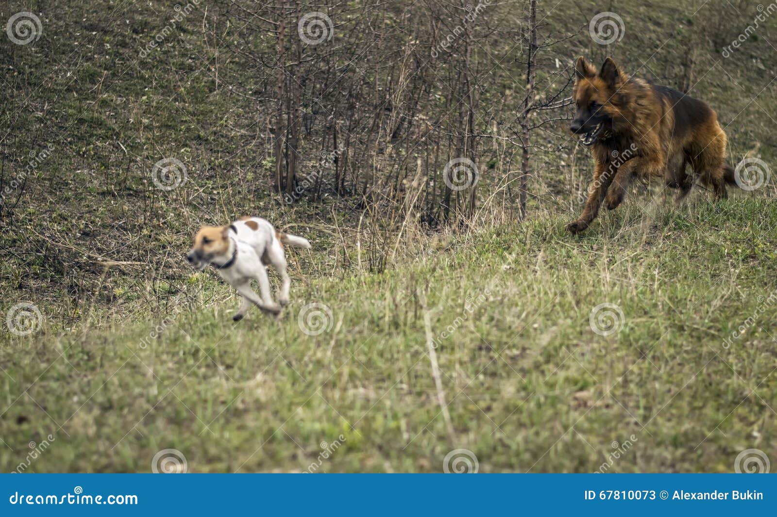 Shepherd Dog Chasing the Elusive Fox Terrier. Stock Image - Image of ...