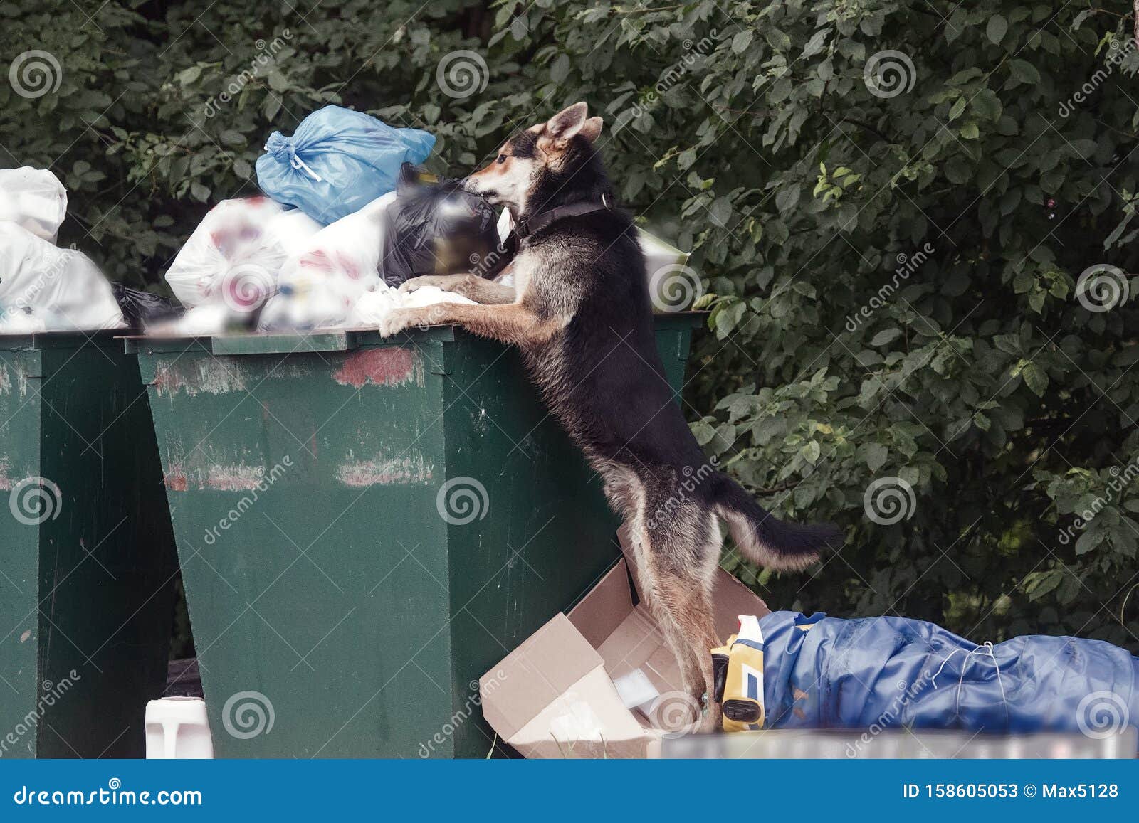 Shepherd Dog Digging with Head in Trash Can Stock Image - Image of dump ...