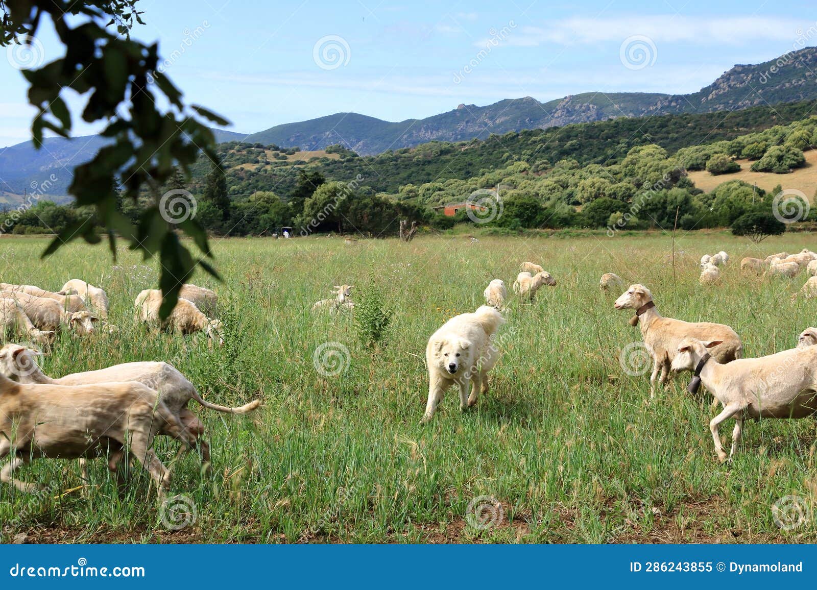 Shepherd Dog Guarding and Leading the Sheep Flock Stock Image - Image ...