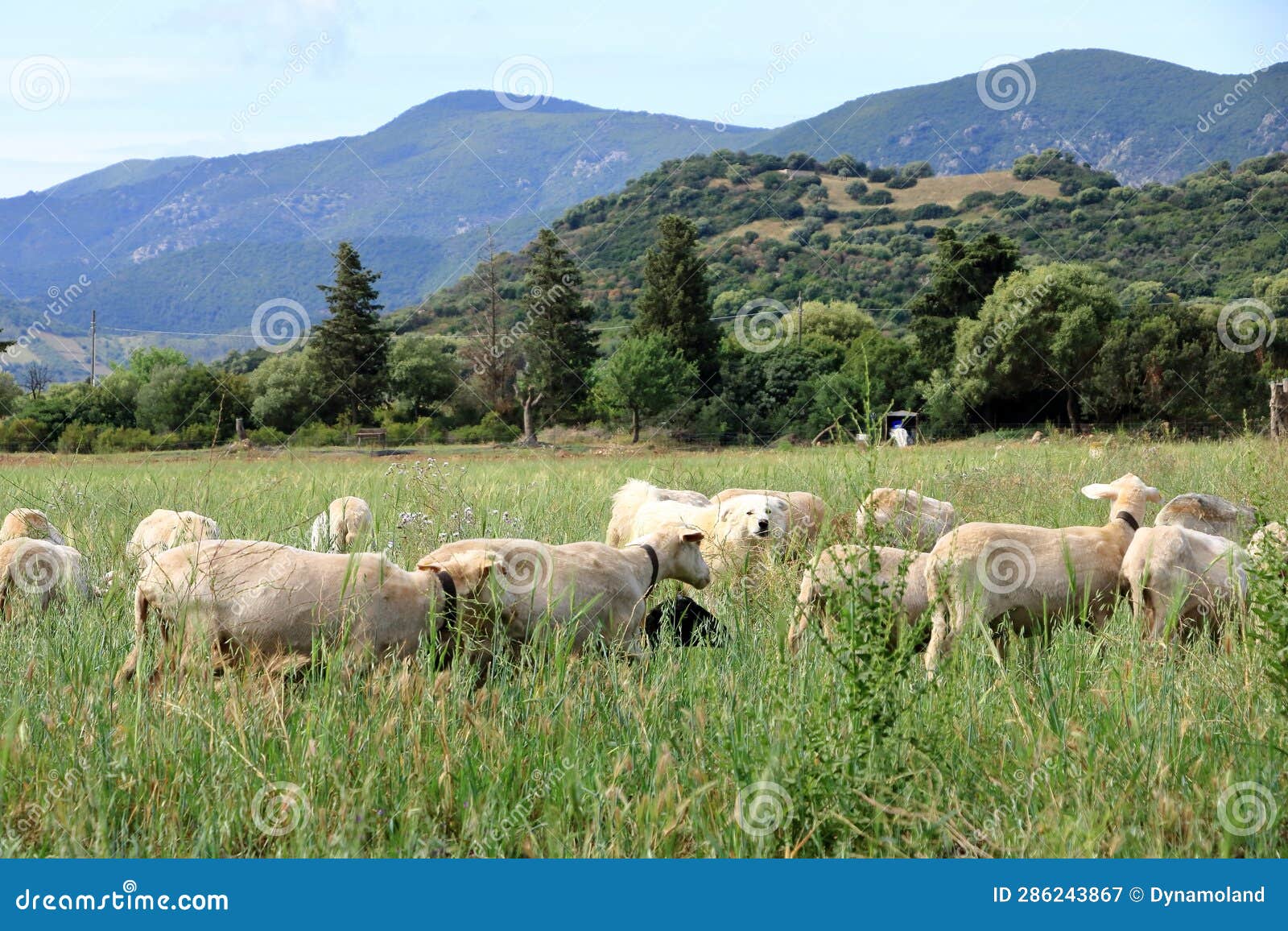 Shepherd Dog Guarding and Leading the Sheep Flock Stock Image - Image ...