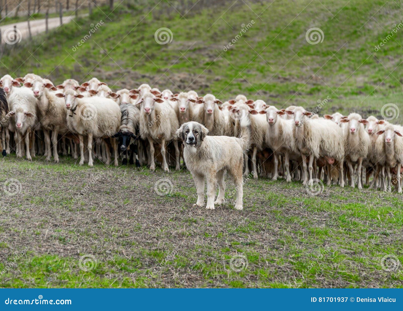 Shepherd Dog Guarding the Sheep Flock Stock Image - Image of rural ...