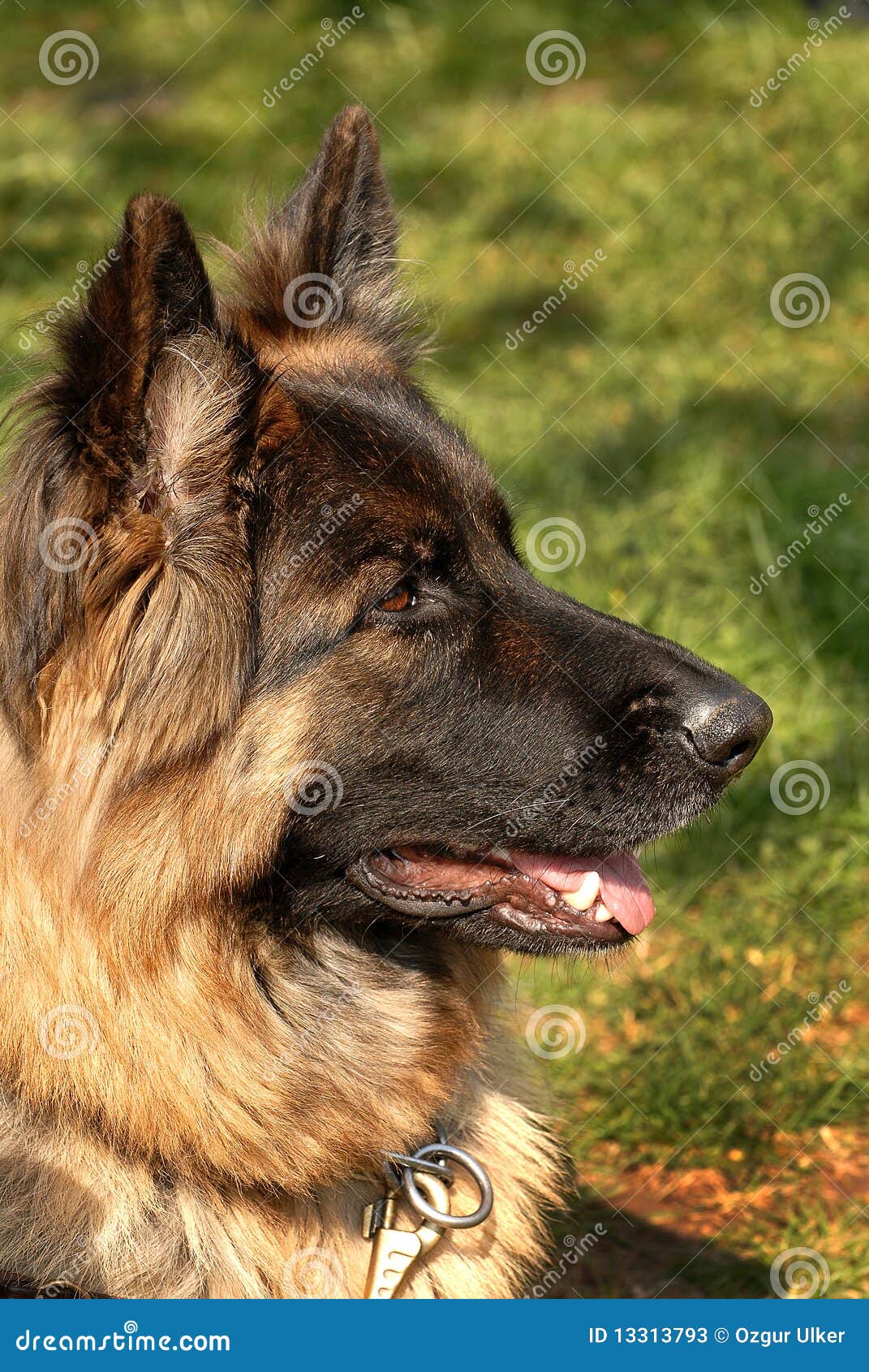 Shepherd Dog Looking a T a Distant Point Stock Image - Image of cute ...