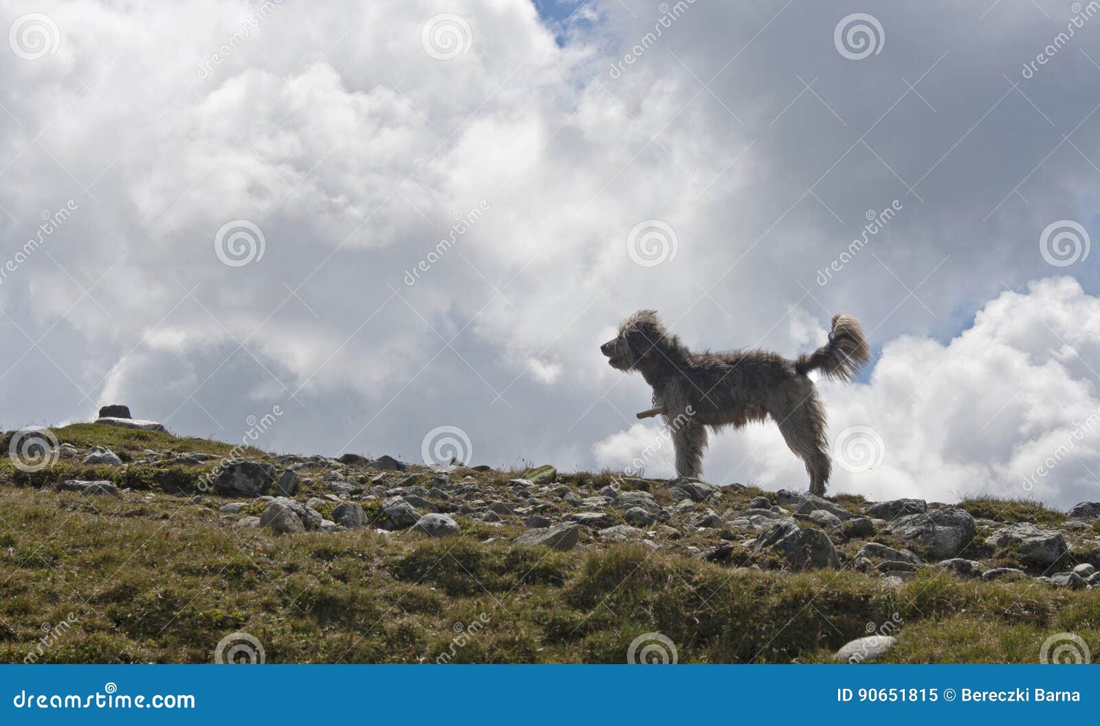 Shepherd Dog on the Mountain Ridge Stock Image - Image of animal, grass ...