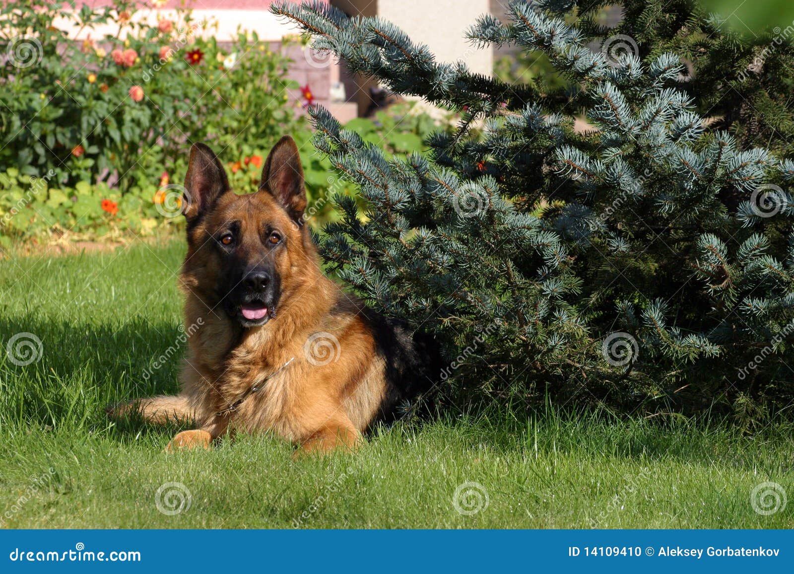 Shepherd dog with pine stock photo. Image of green, nature - 14109410