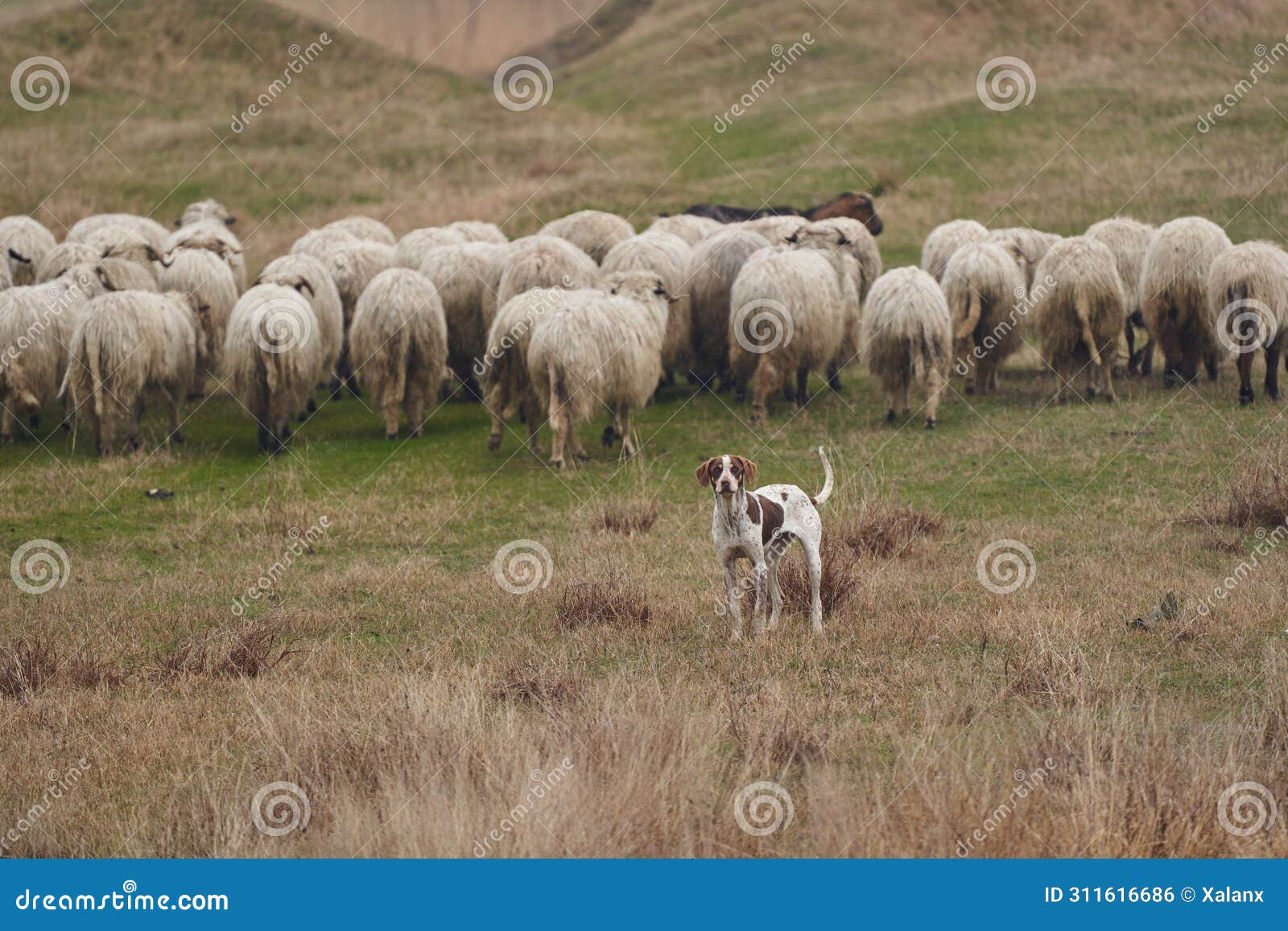 Shepherd Dog Protecting the Herd Stock Photo - Image of running ...