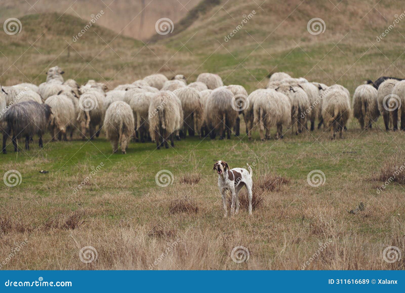 Shepherd Dog Protecting the Herd Stock Image - Image of nature ...