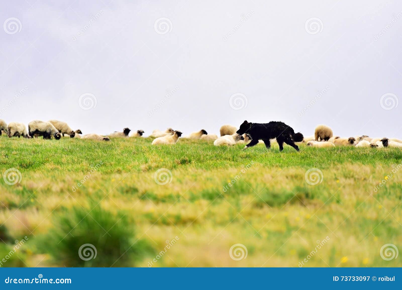 Shepherd Dog Protecting Sheep Herd Stock Image - Image of lamb, grass ...