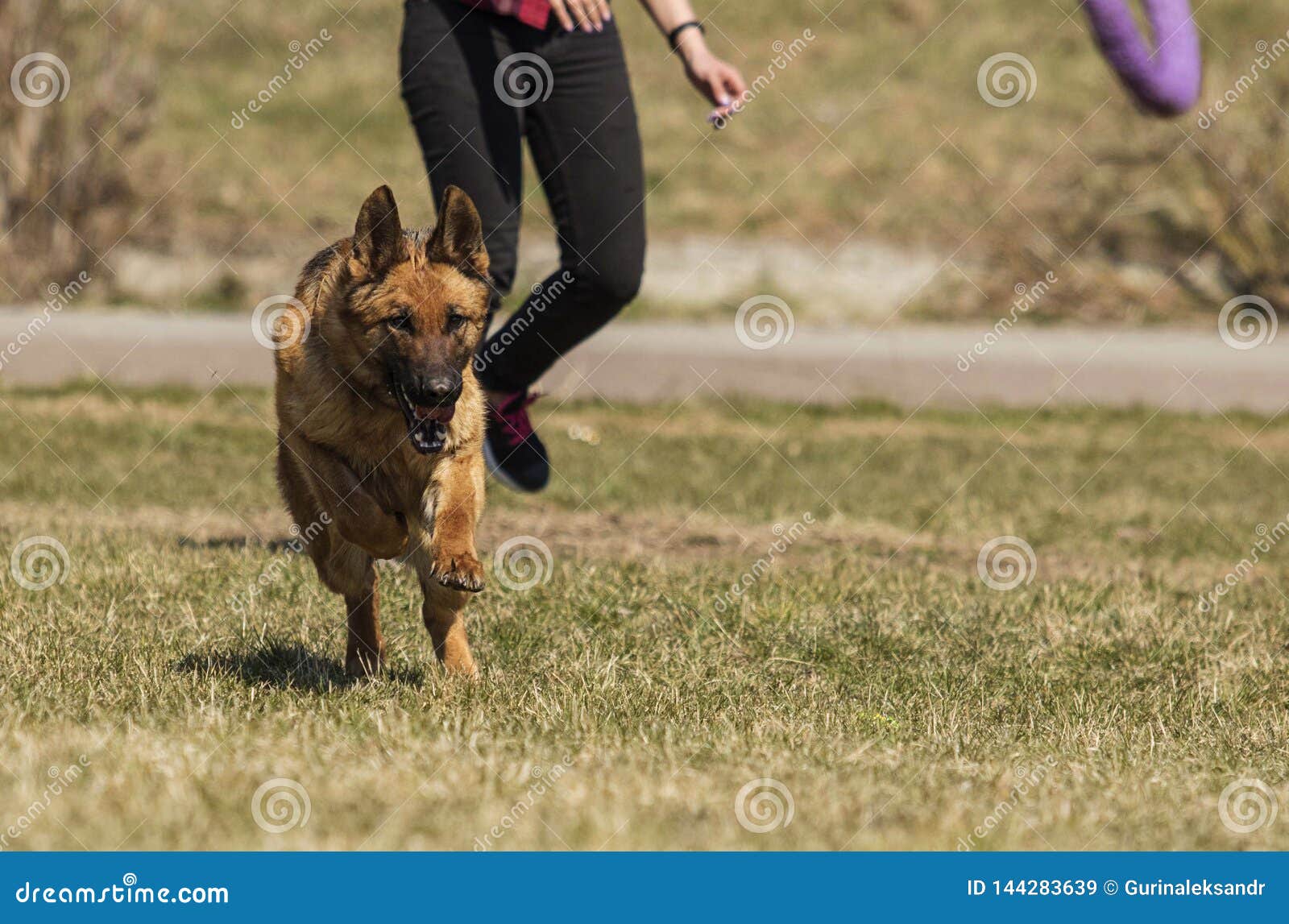 Shepherd dog running stock image. Image of happy, park - 144283639