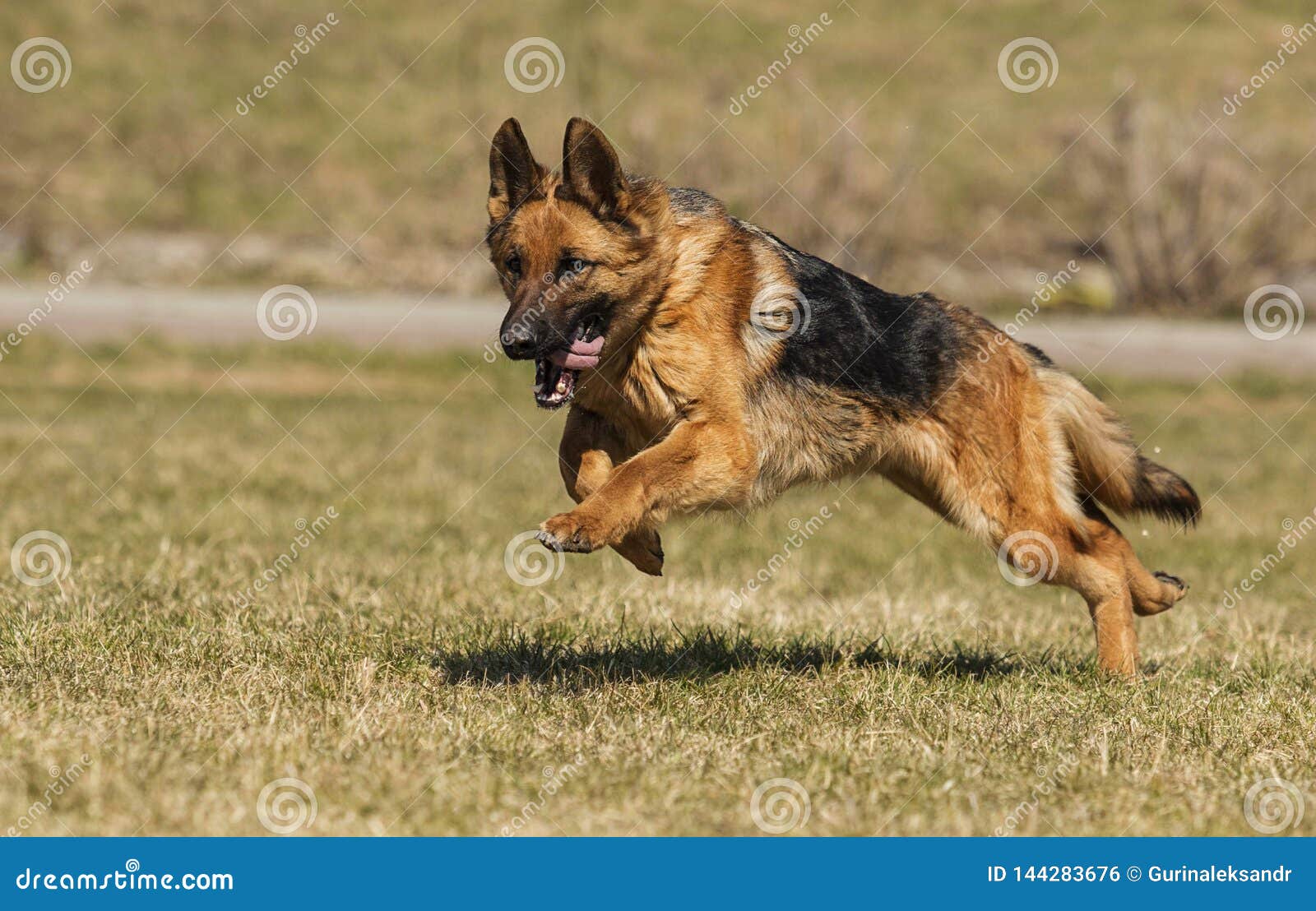 Shepherd dog running stock photo. Image of nature, shepherd - 144283676