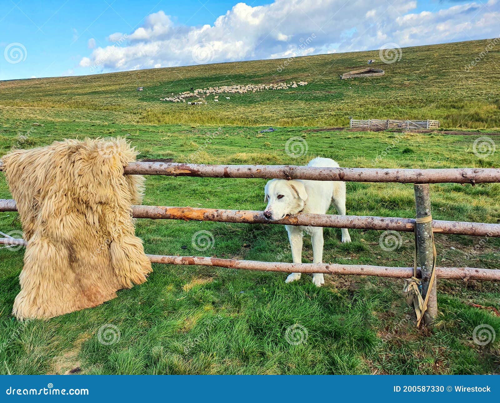 Shepherd Dog and a Sheep Fur at the Sheepfold Stock Photo - Image of ...