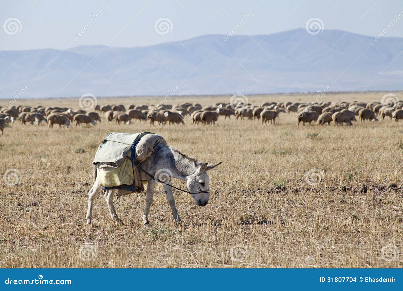 Shepherd Donkey, With, A Load On It, Sheep And Donkey, Donkey Carrying ...