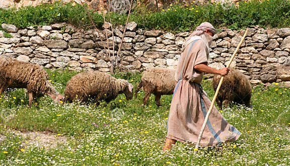 Shepherd and Flock stock image. Image of shepherd, pastures - 2479565