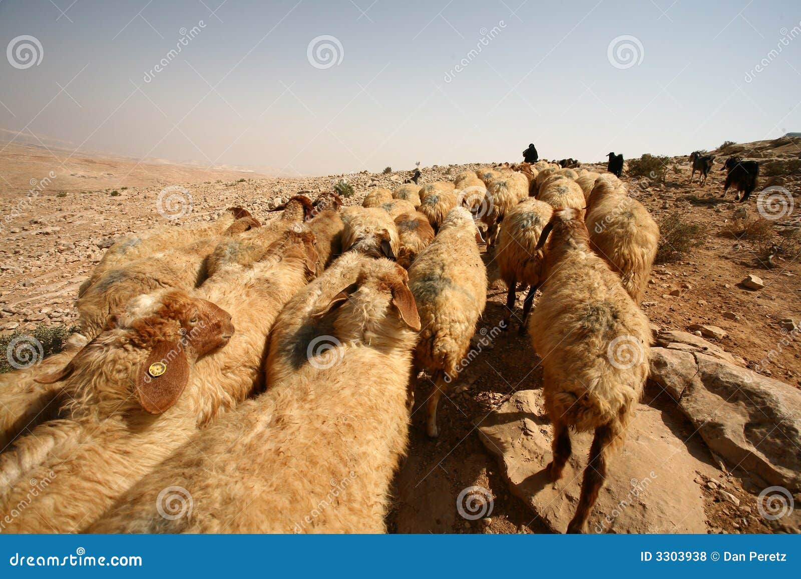 A shepherd with flock stock photo. Image of rural, pastures - 3303938