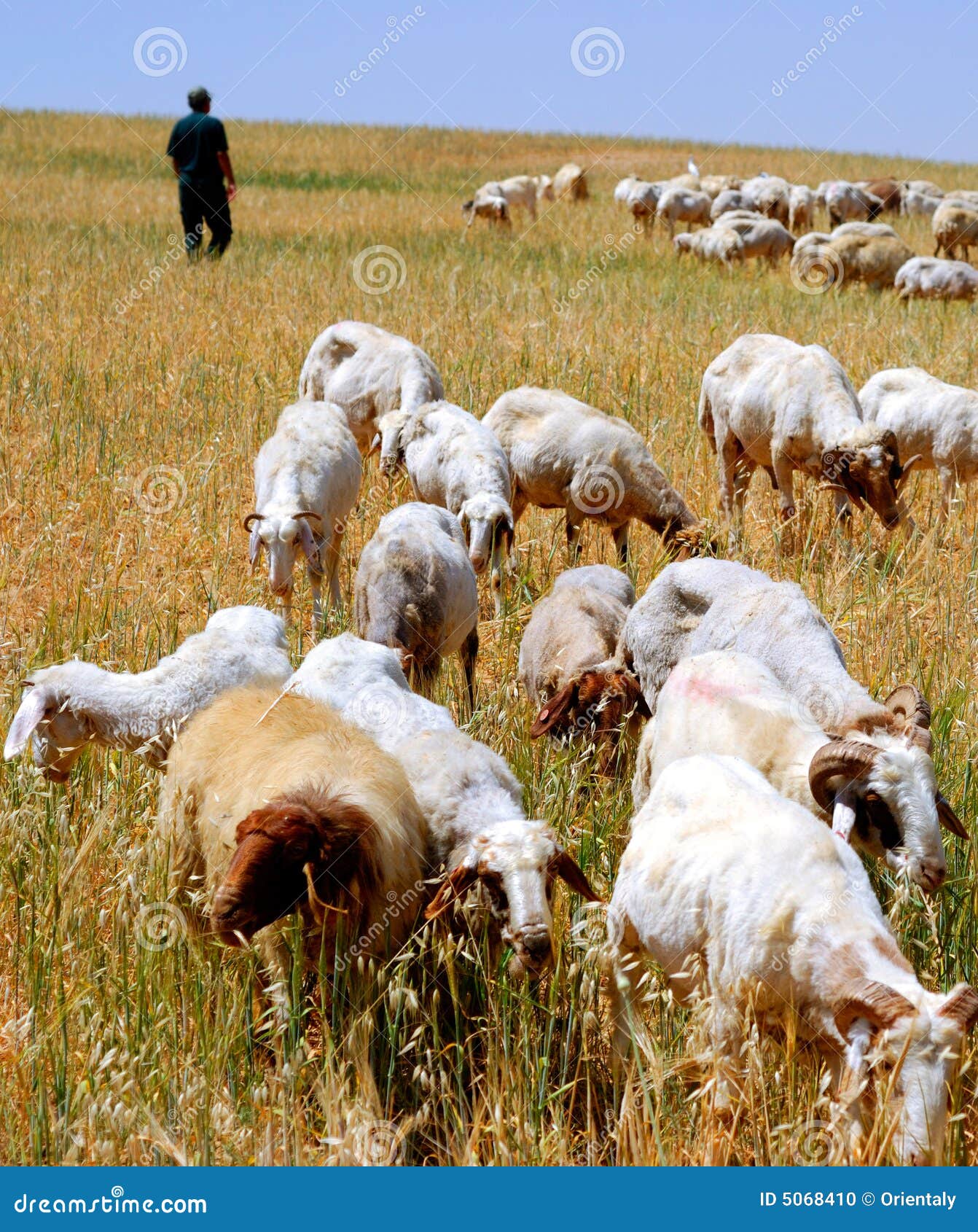 Shepherd and flock stock photo. Image of grazing, goats - 5068410