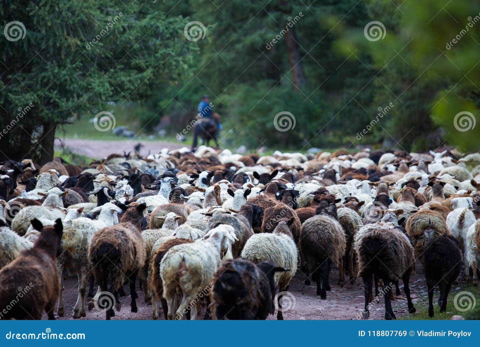 Shepherd and Flock of Sheep. Stock Image - Image of meat, landscape ...
