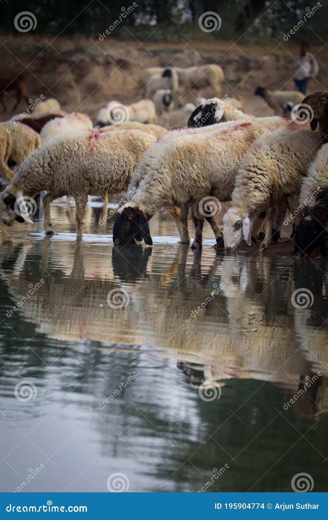 Shepherd with a Flock of Sheep Stock Photo - Image of countryside ...