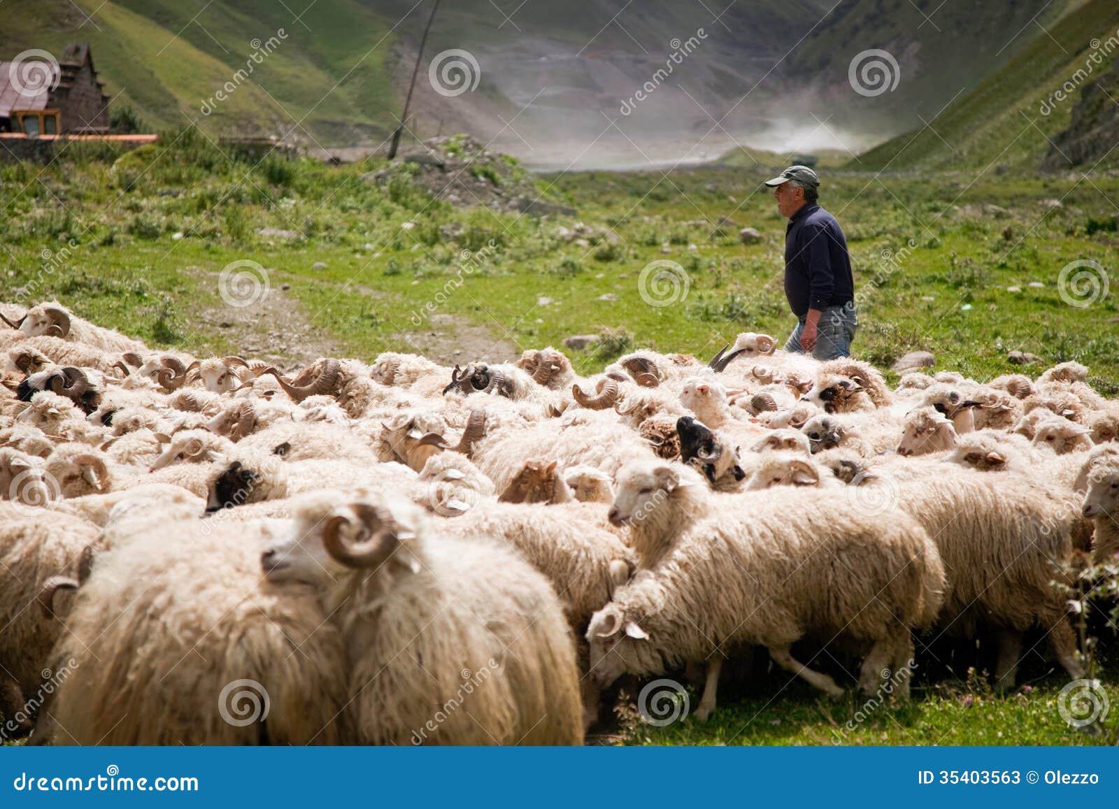Shepherd and Flock of Sheep Editorial Stock Photo - Image of herder ...