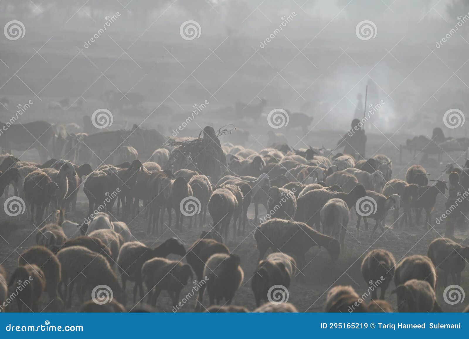 Shepherds with Flock of Sheep and Animals in the Fields. Editorial ...
