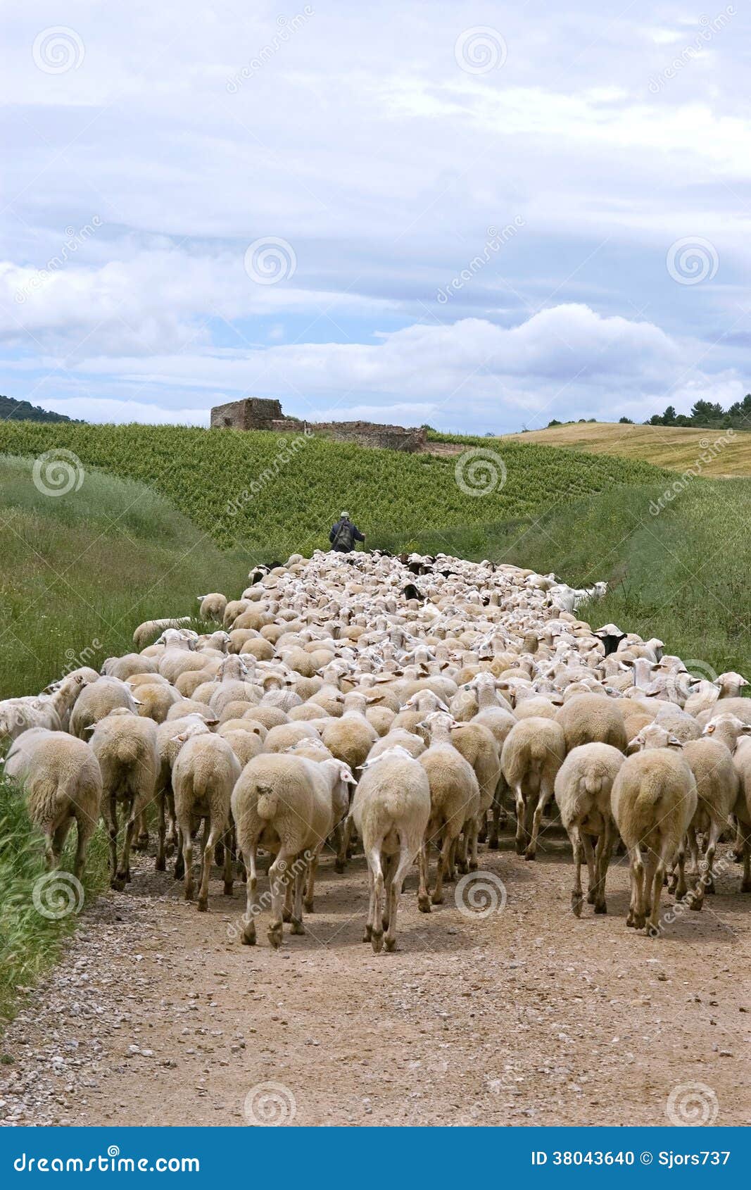 Shepherd with Flock of Sheep in Natural Landscape Editorial Image ...