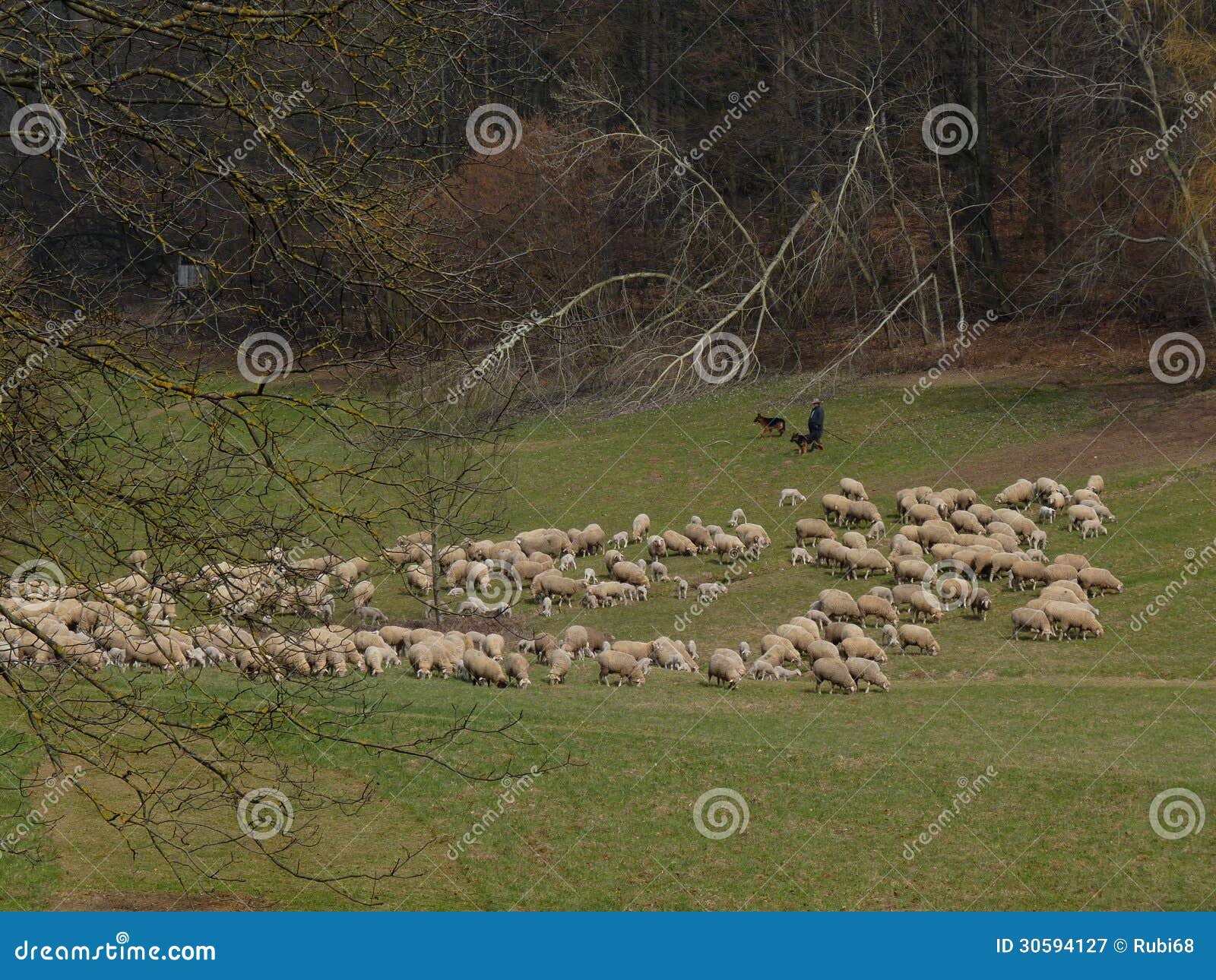 Shepherd with Flock in a Valley Stock Image - Image of count, pause ...