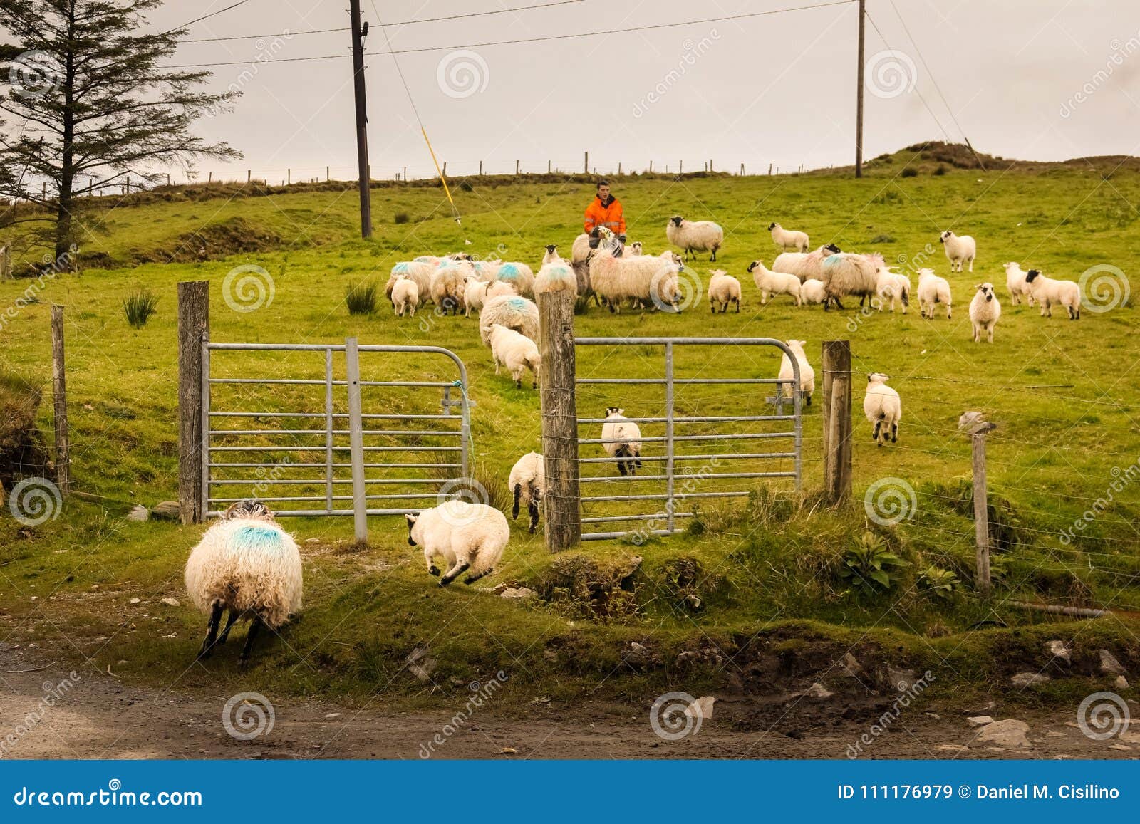 203 Working Sheeps Stock Photos - Free & Royalty-Free Stock Photos from ...