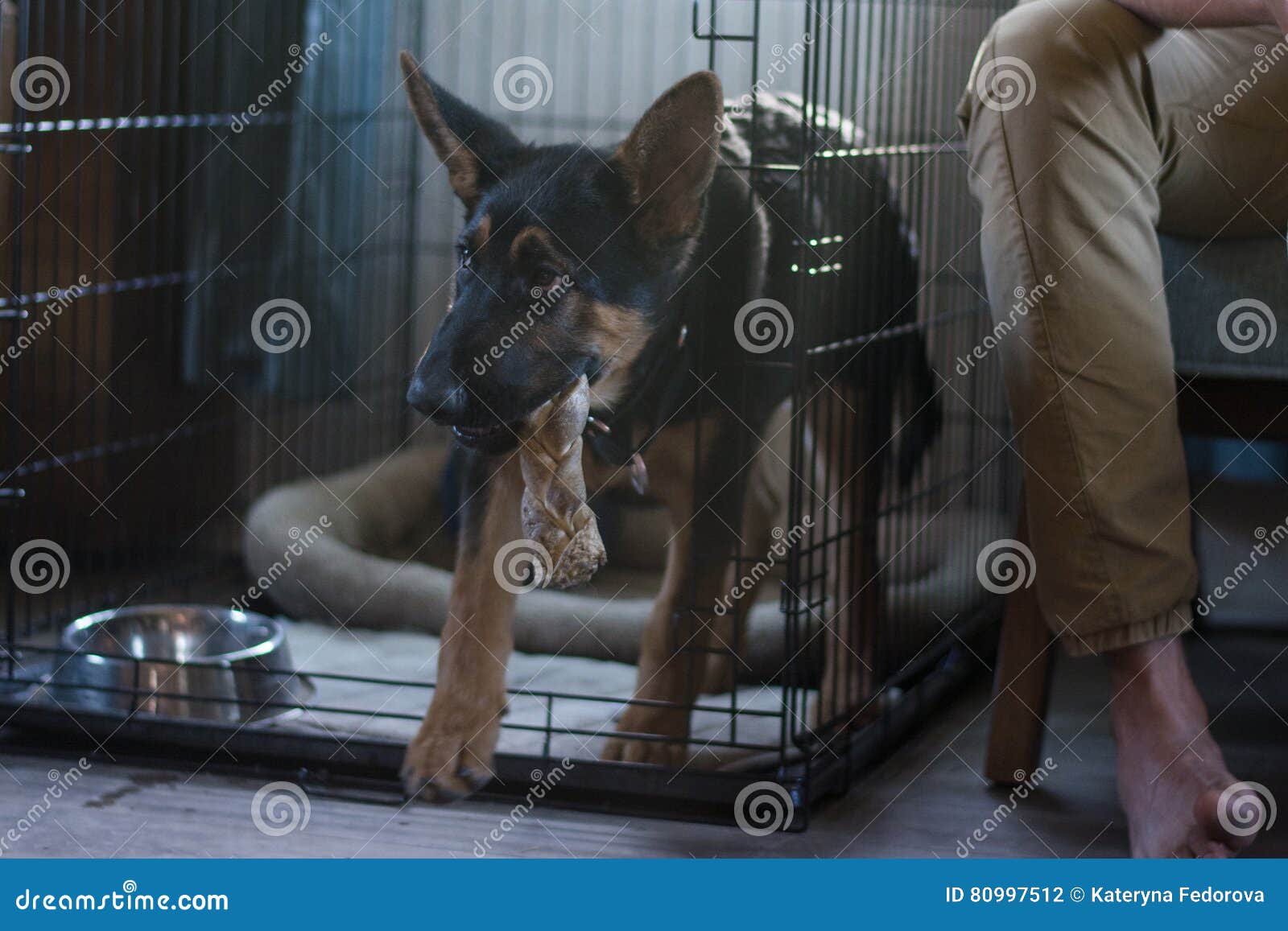 Shepherd German Comes Out of the Cell with a Toy in His Mouth Stock ...