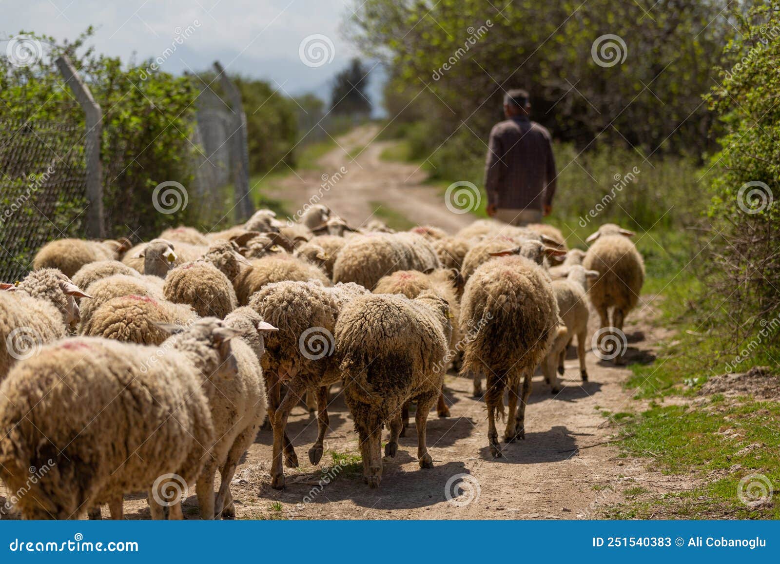 A Shepherd Grazing His Sheep Stock Image - Image of meadow, natural ...