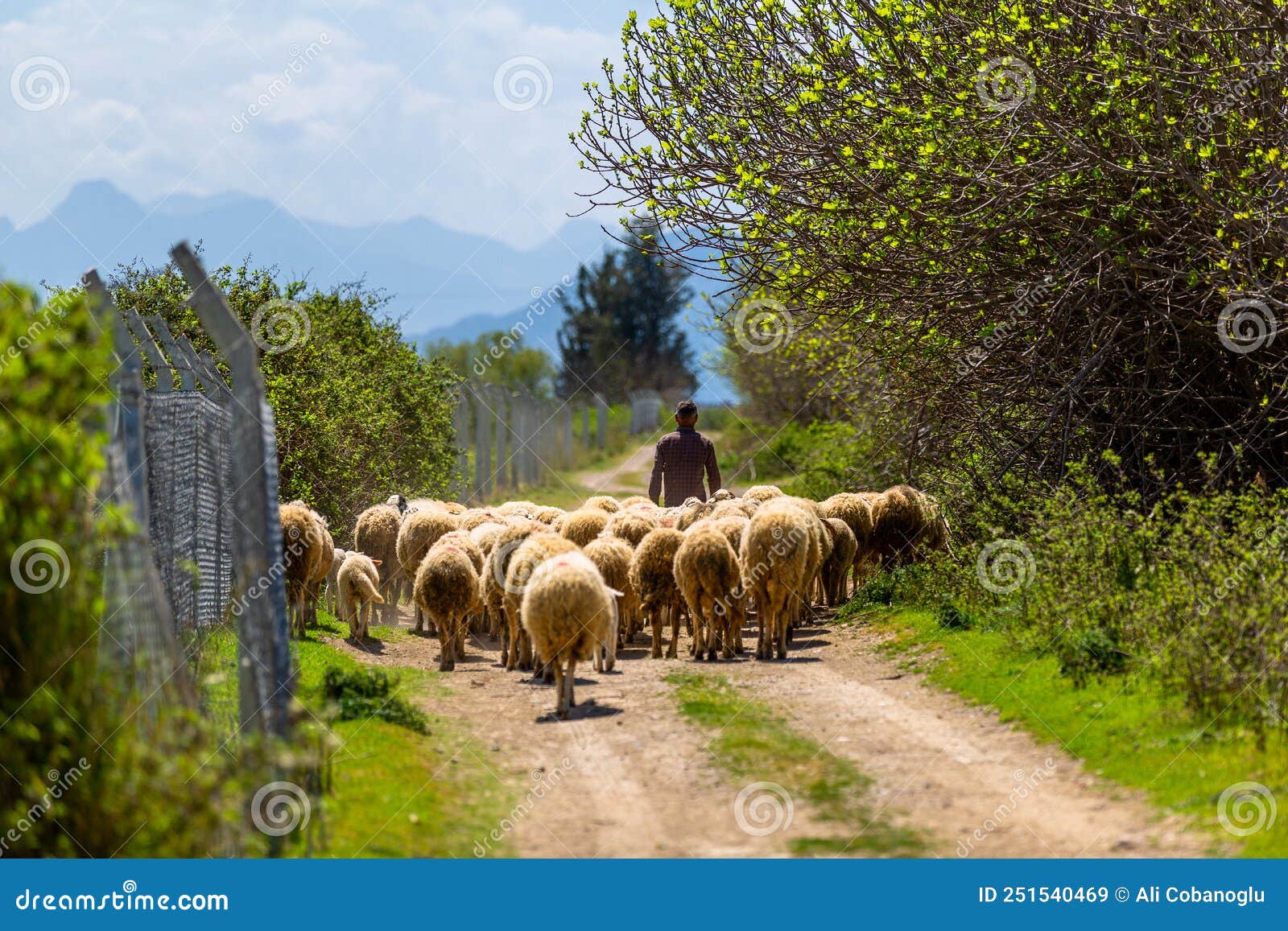 A Shepherd Grazing His Sheep Stock Image - Image of livestock, baby ...