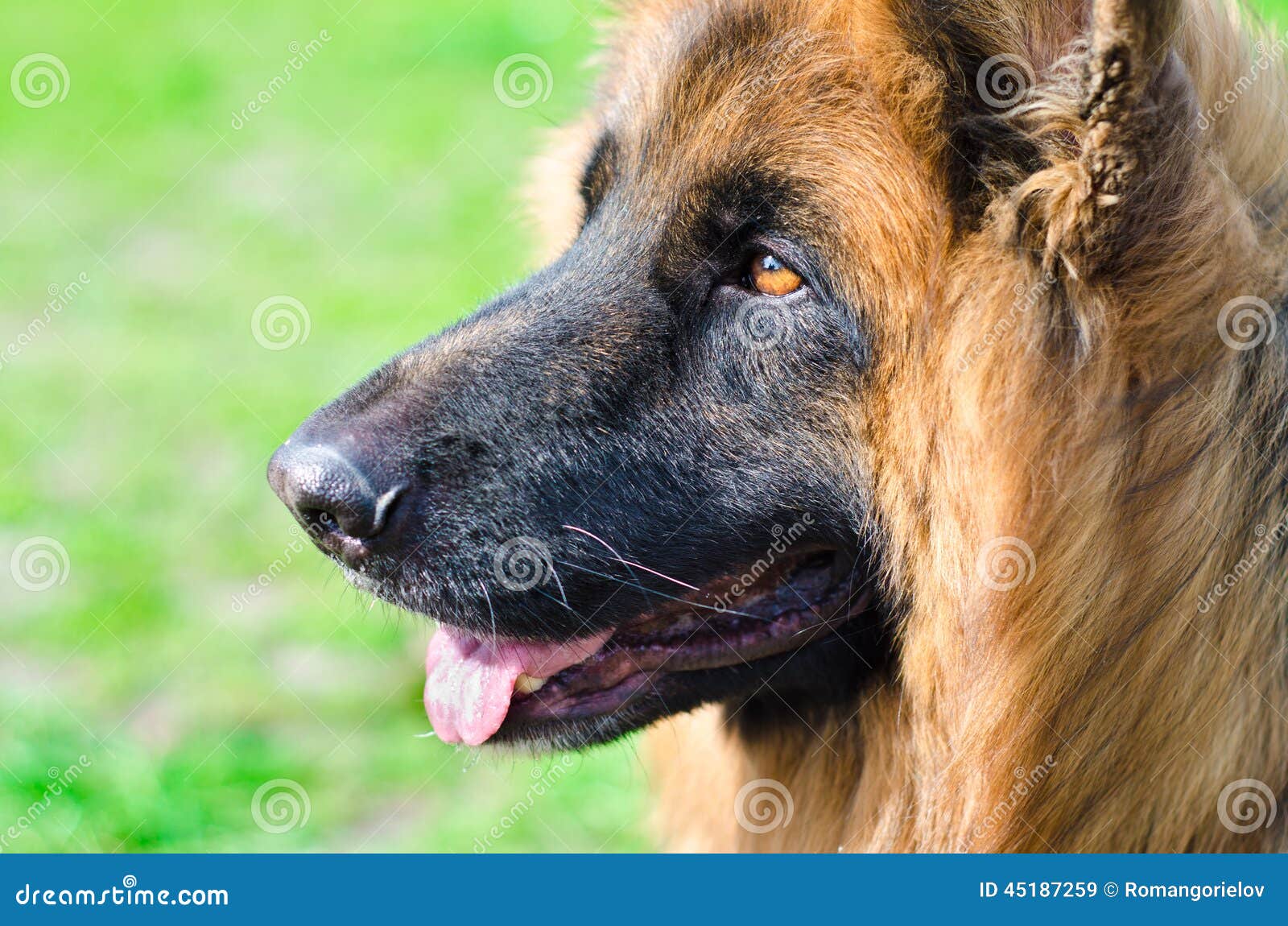 Shepherd stock image. Image of adorable, friend, face - 45187259