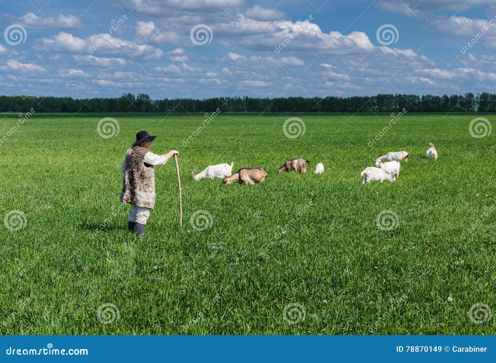 Shepherd and Herd of Goats on a Pasture Editorial Stock Image - Image ...