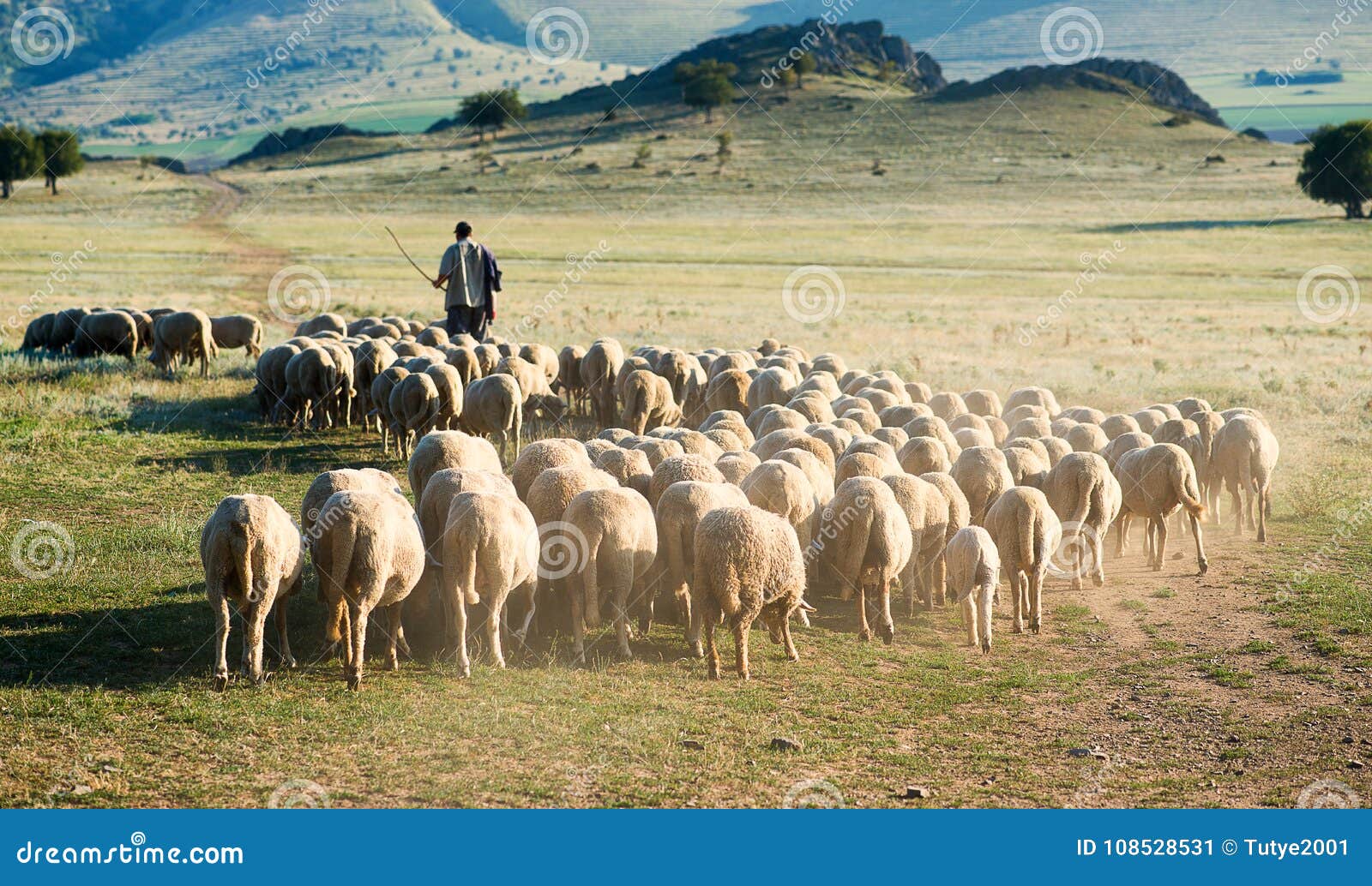 Shepherd and herd of sheep stock image. Image of feeding - 108528531