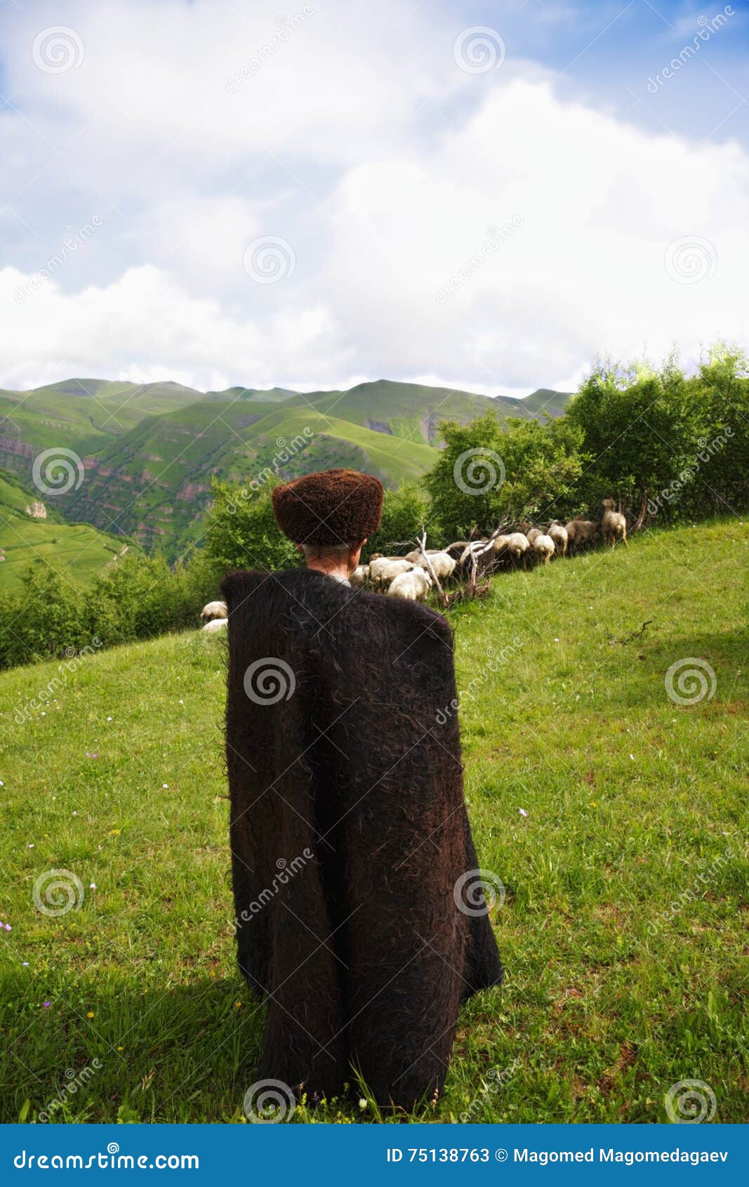 Shepherd herding sheep stock image. Image of outdoors - 75138763