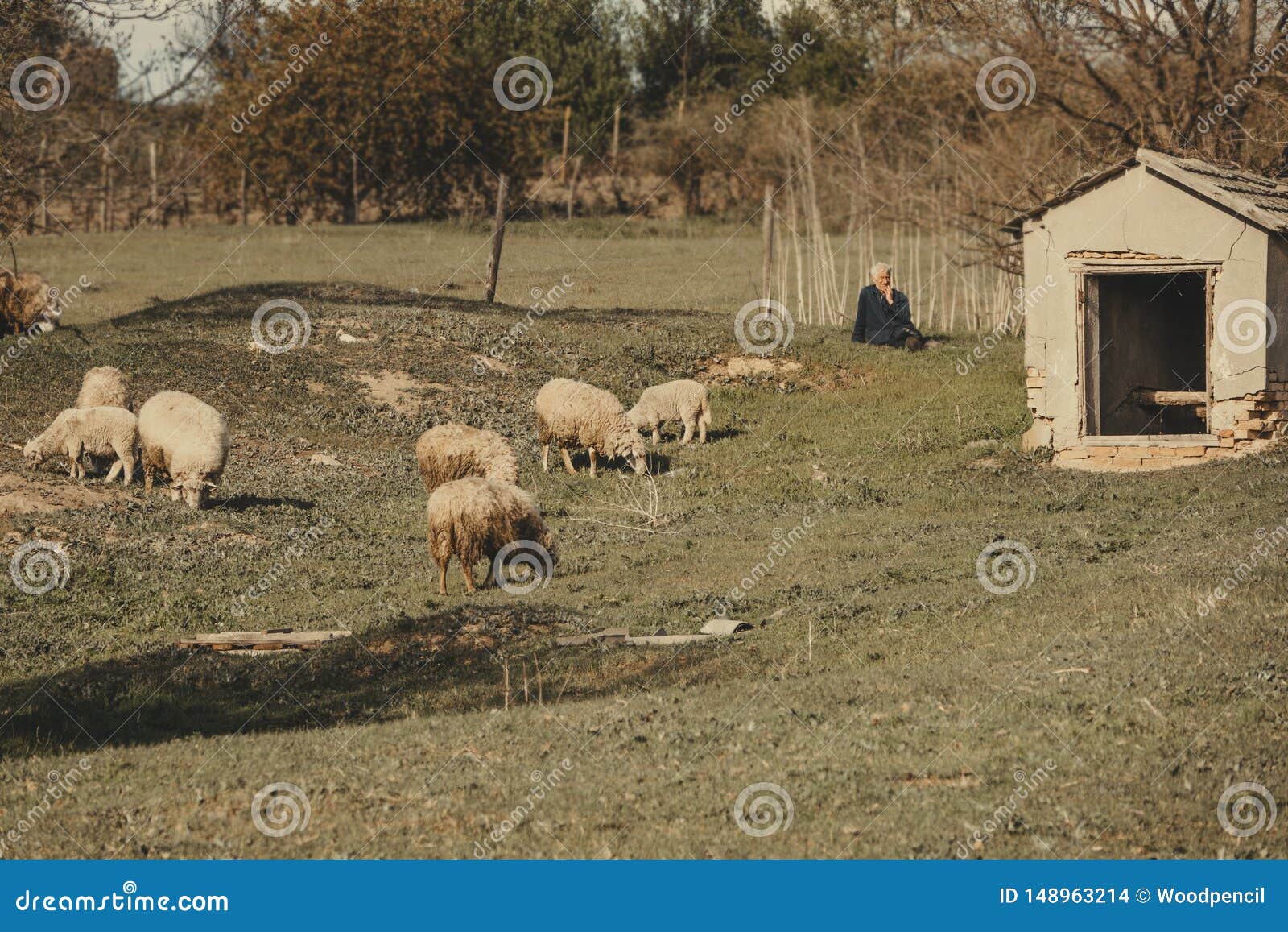 Shepherd Herding Sheep in a Green Meadow. Rural Tourism Concept Stock ...