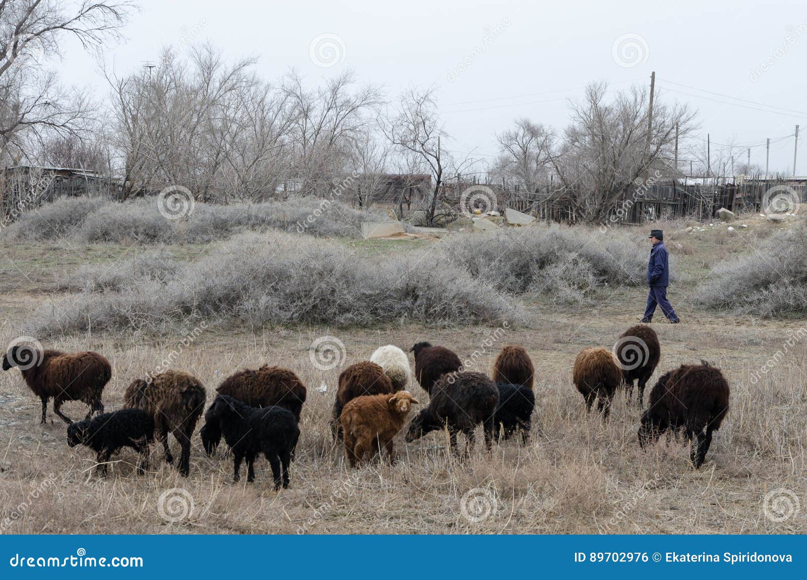 A shepherd herds sheep editorial photo. Image of russia - 89702976