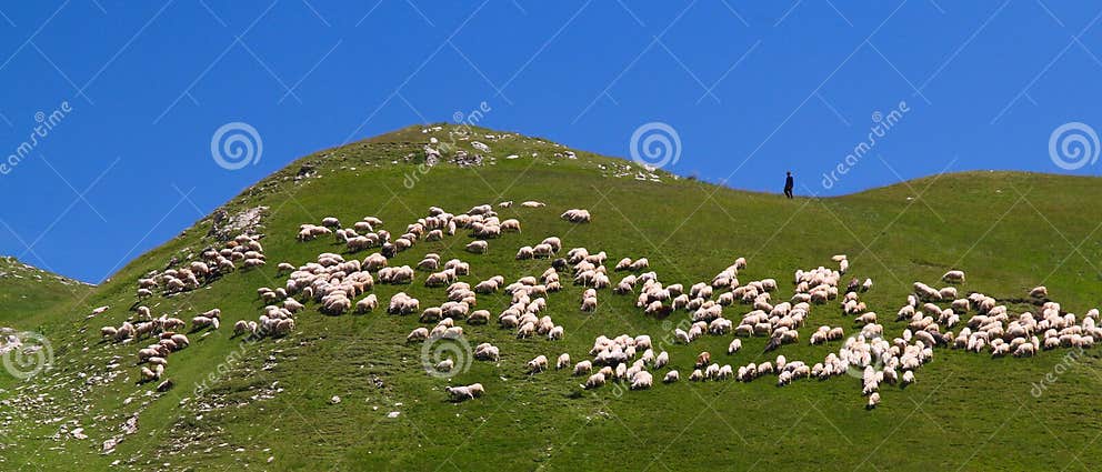 Shepherd and his flock stock image. Image of herd, keeper - 15277749
