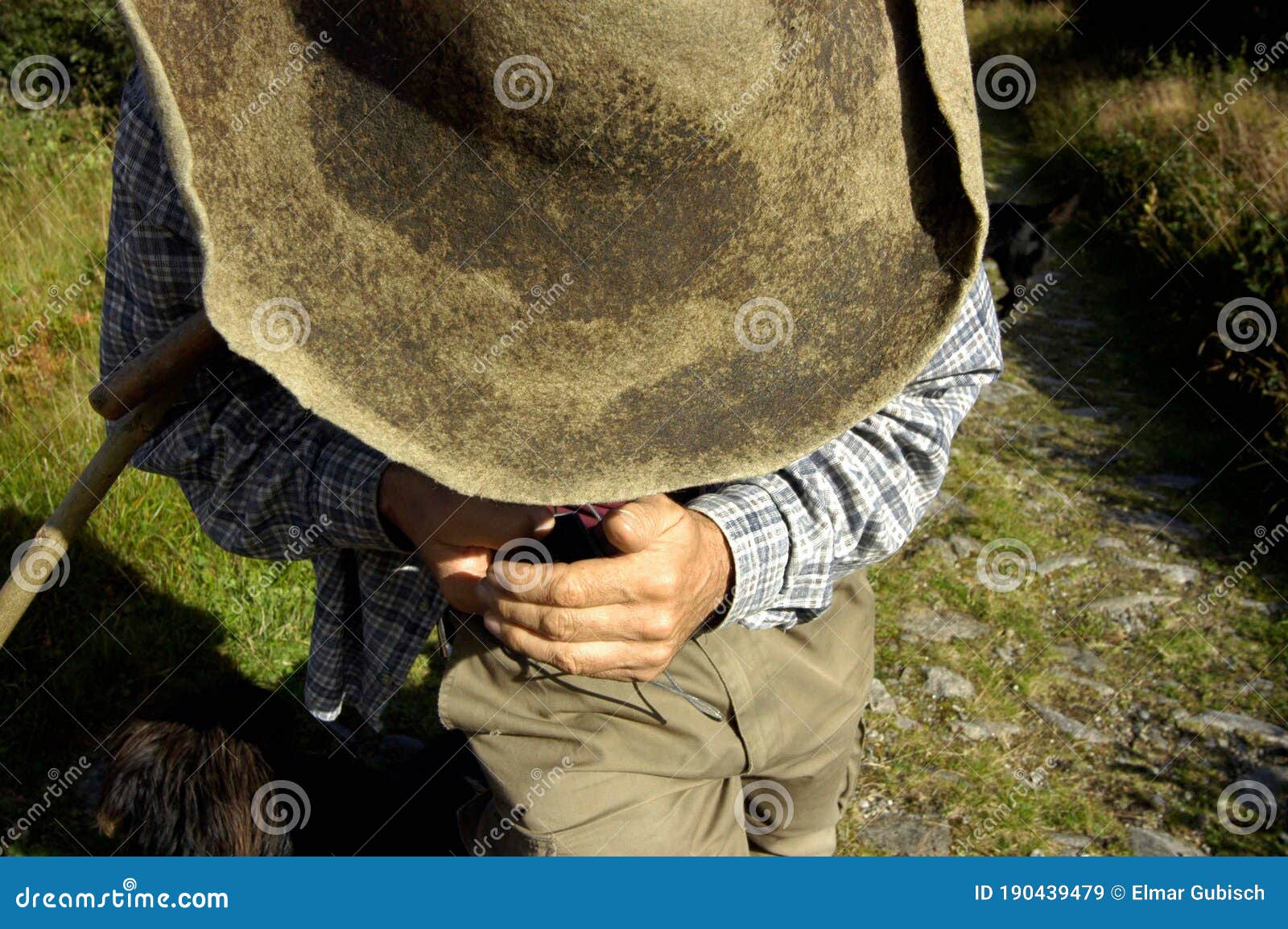 Alpine Shepherd Herding His Sheep Stock Image - Image of mountains ...