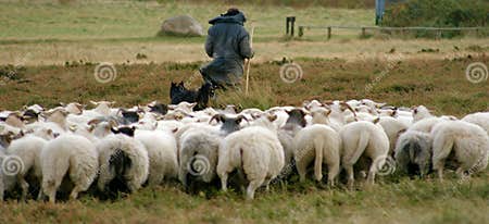 Shepherd and his sheep stock photo. Image of green, herd - 11368658