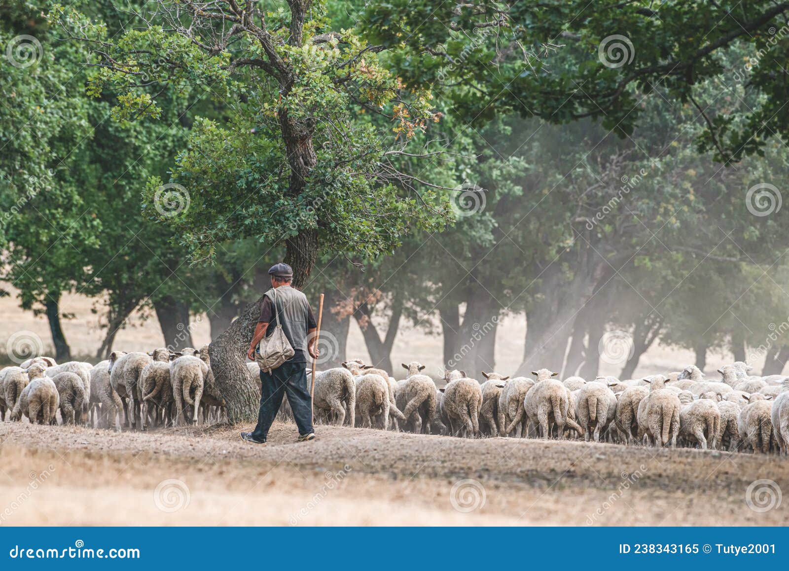 Shepherd with His Sheeps in the Forest Stock Image - Image of flock ...